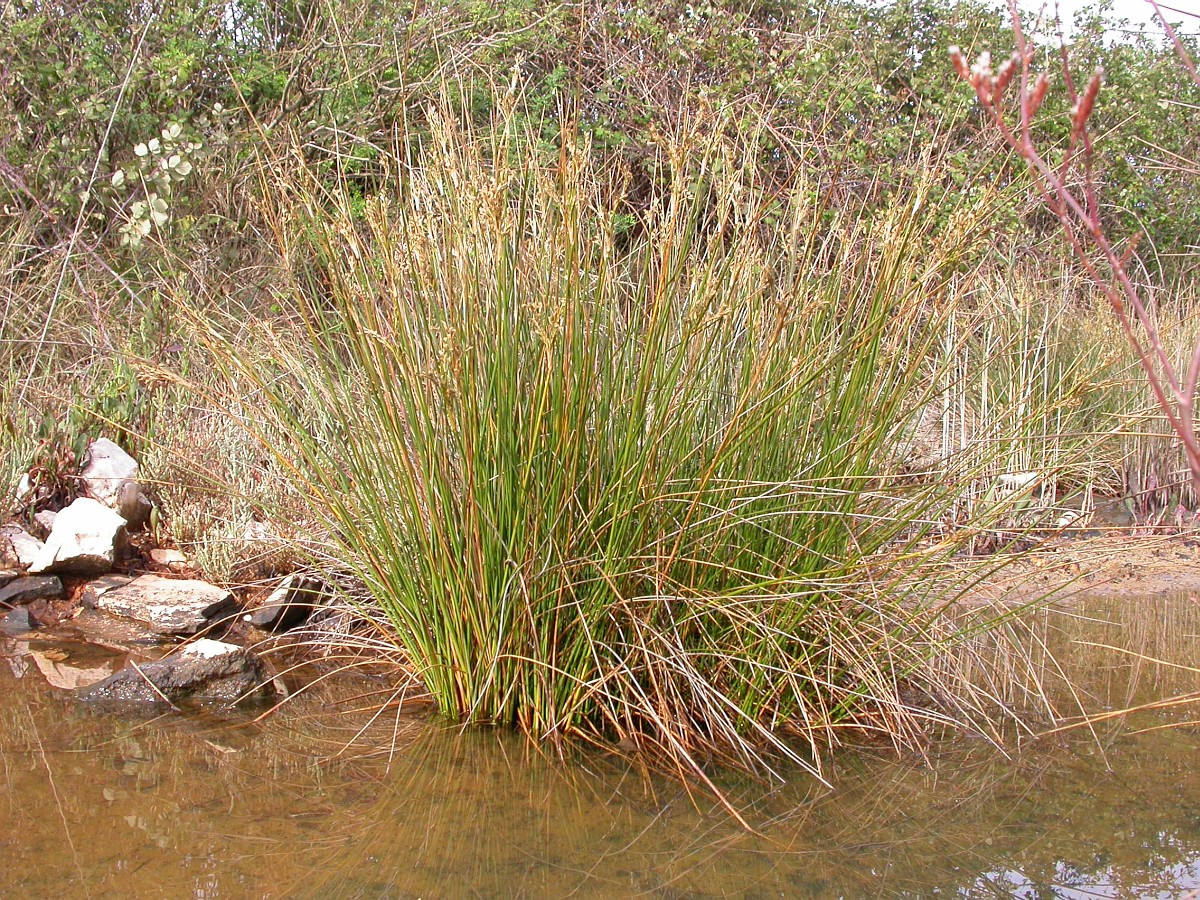 Juncus maritimus, Sea Rush